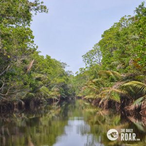 Cherating River Cruise - The Daily Roar