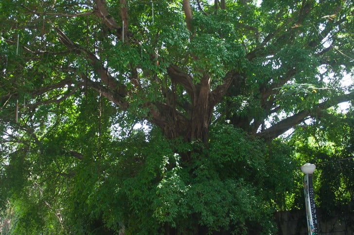 Balete trees - The Daily Roar