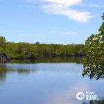 Apo Reef: A Hidden Gem in Mindoro - The Daily Roar