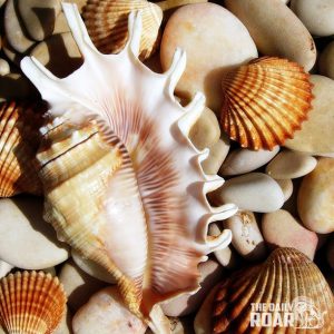 Lobogon Beach, where gems are at sea - The Daily Roar